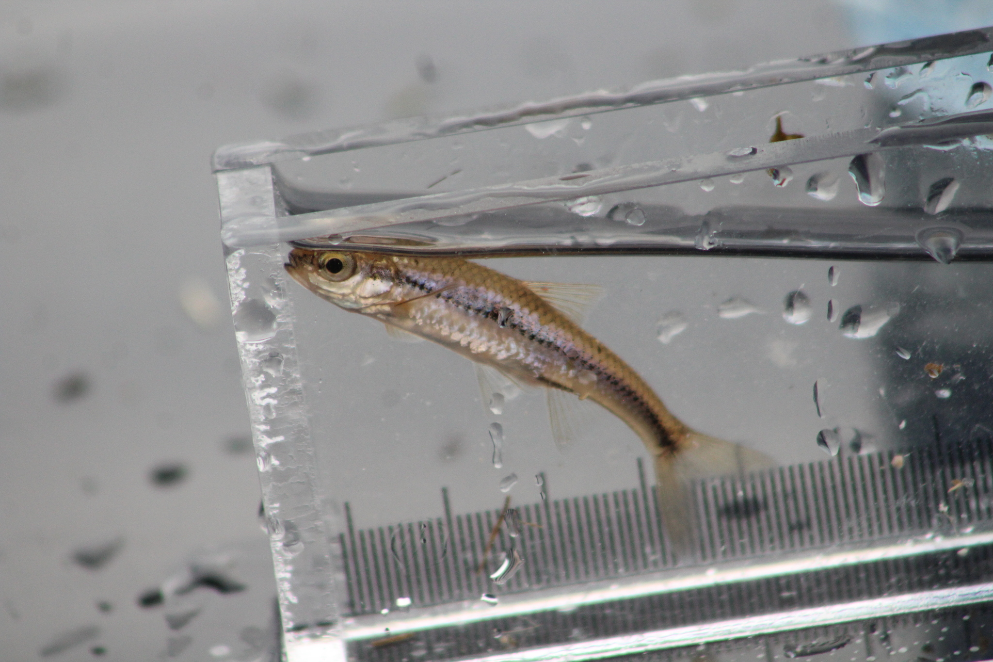 Notropis heterodon (Cope, 1865)