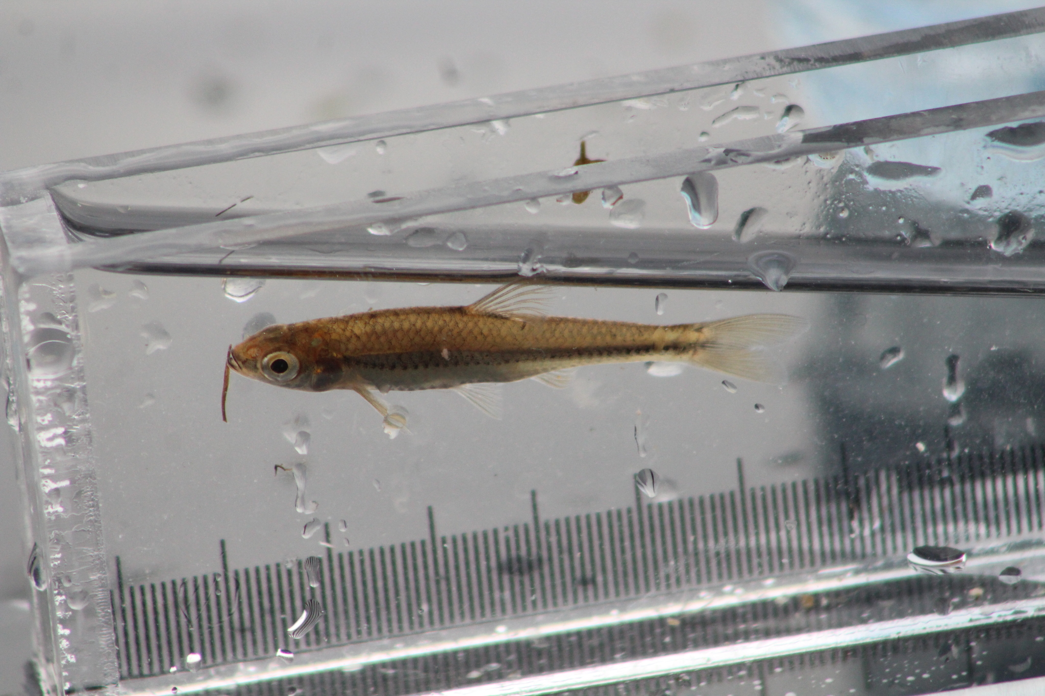 Notropis heterodon (Cope, 1865)