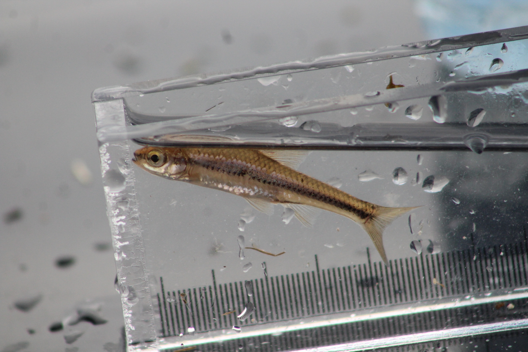 Notropis heterodon (Cope, 1865)