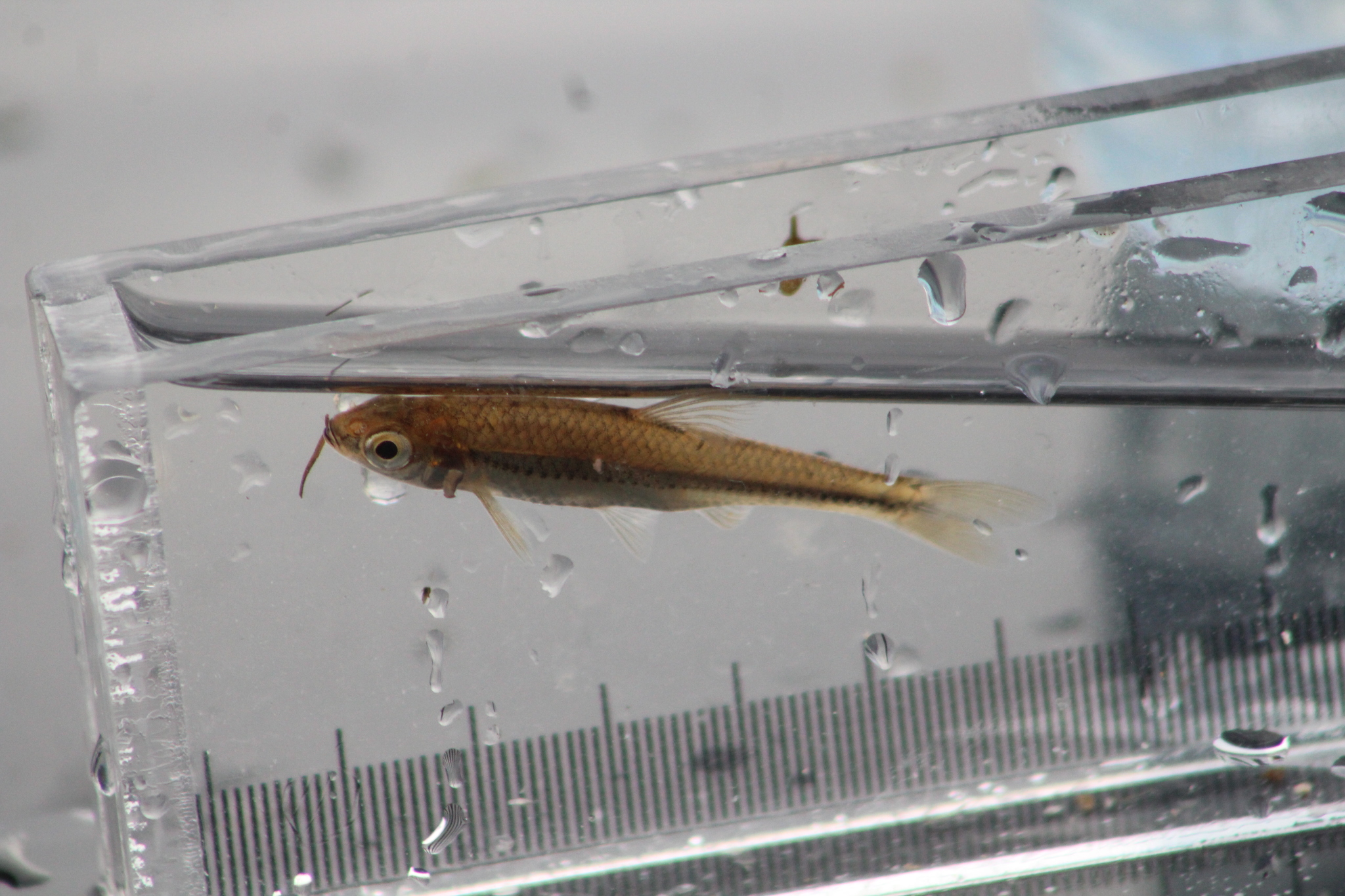 Notropis heterodon (Cope, 1865)