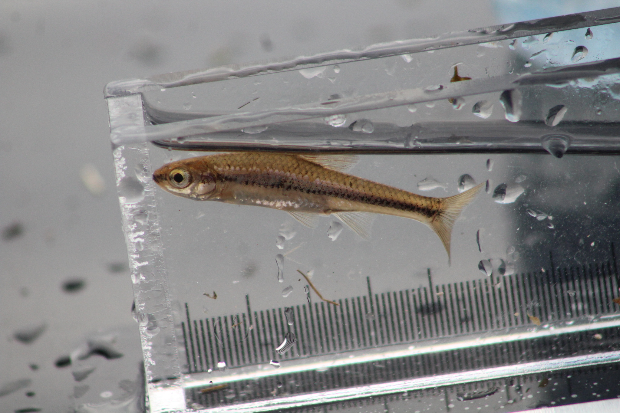 Notropis heterodon (Cope, 1865)