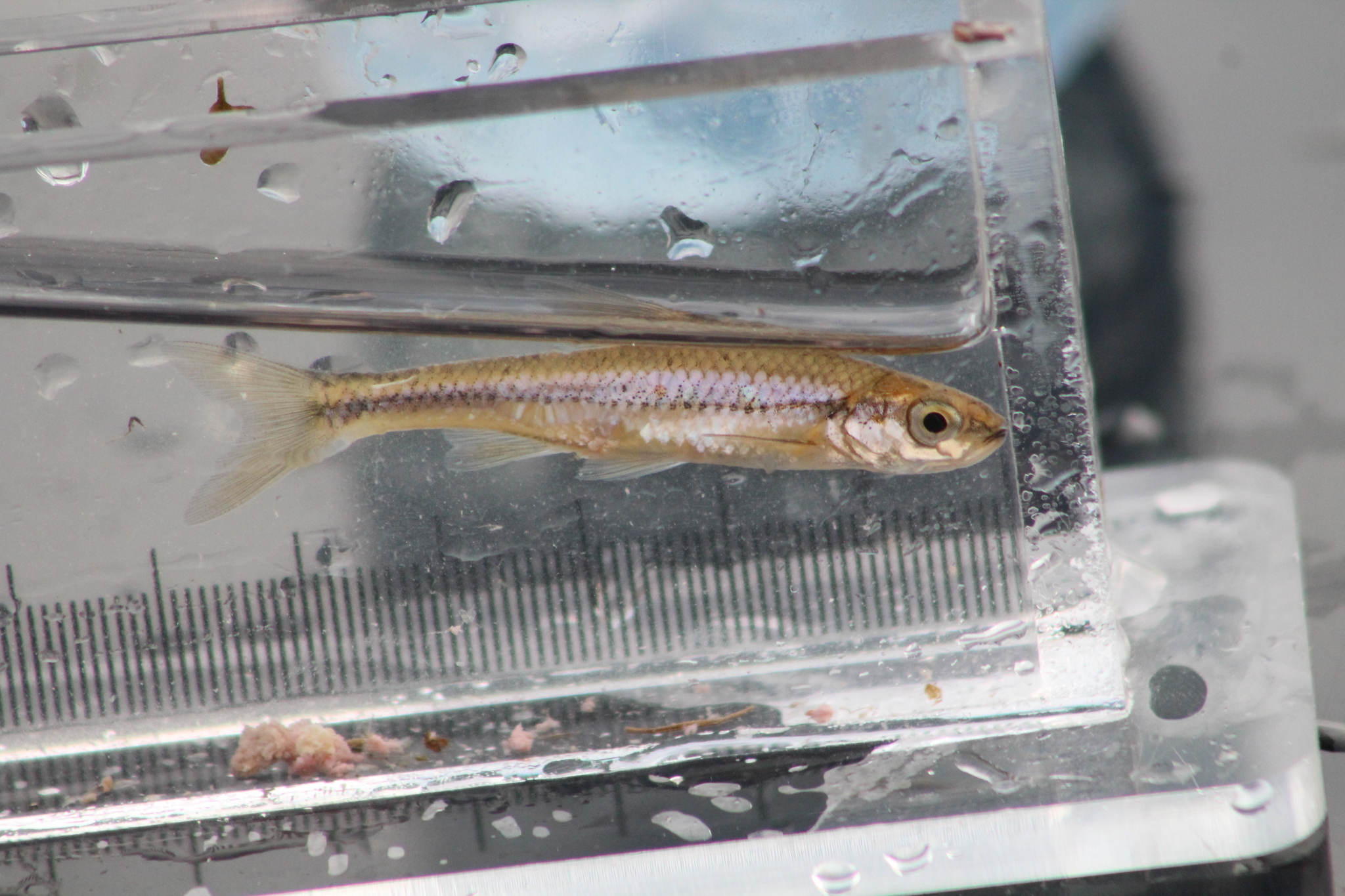 Notropis heterodon (Cope, 1865)