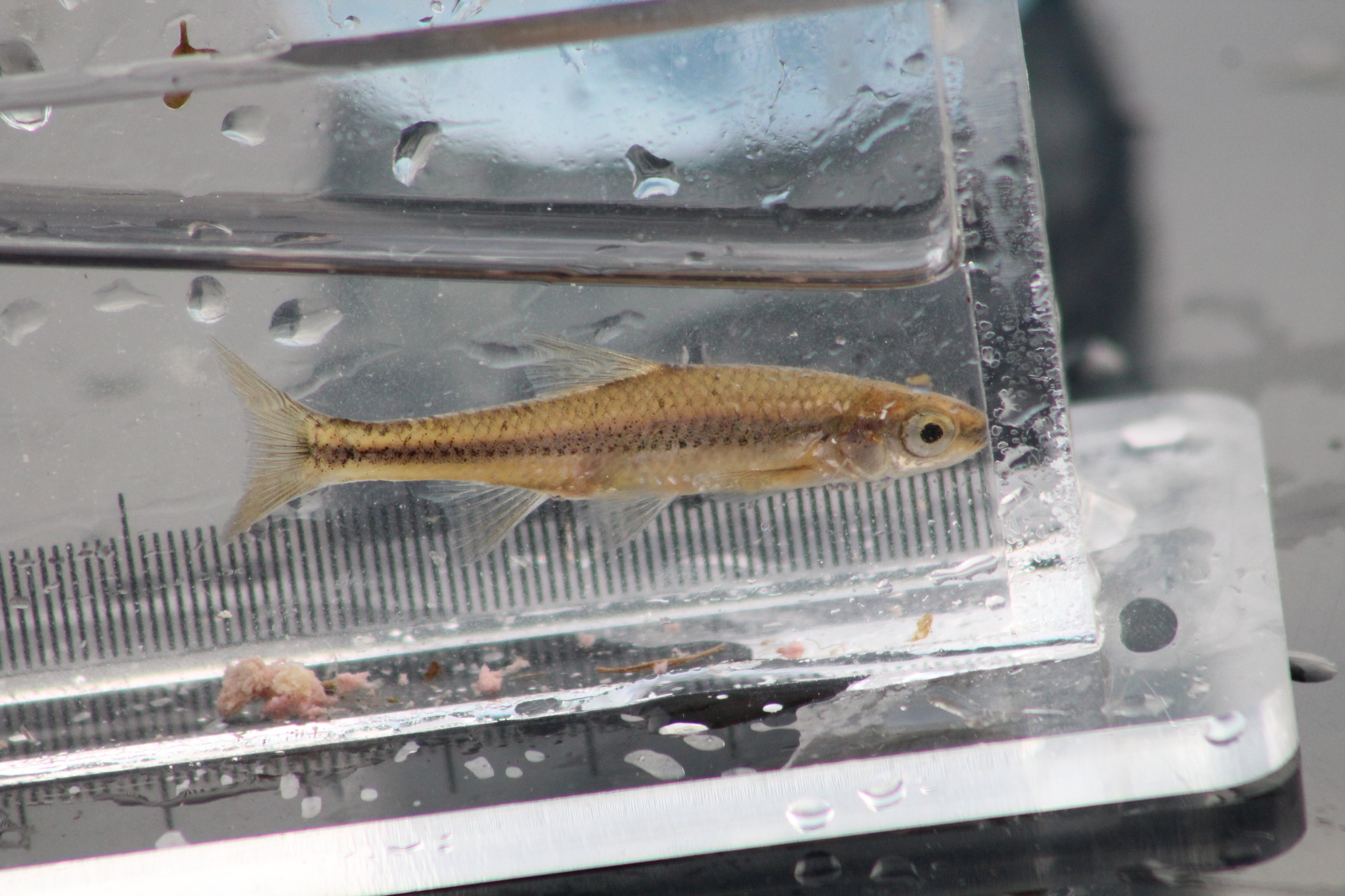 Notropis heterodon (Cope, 1865)