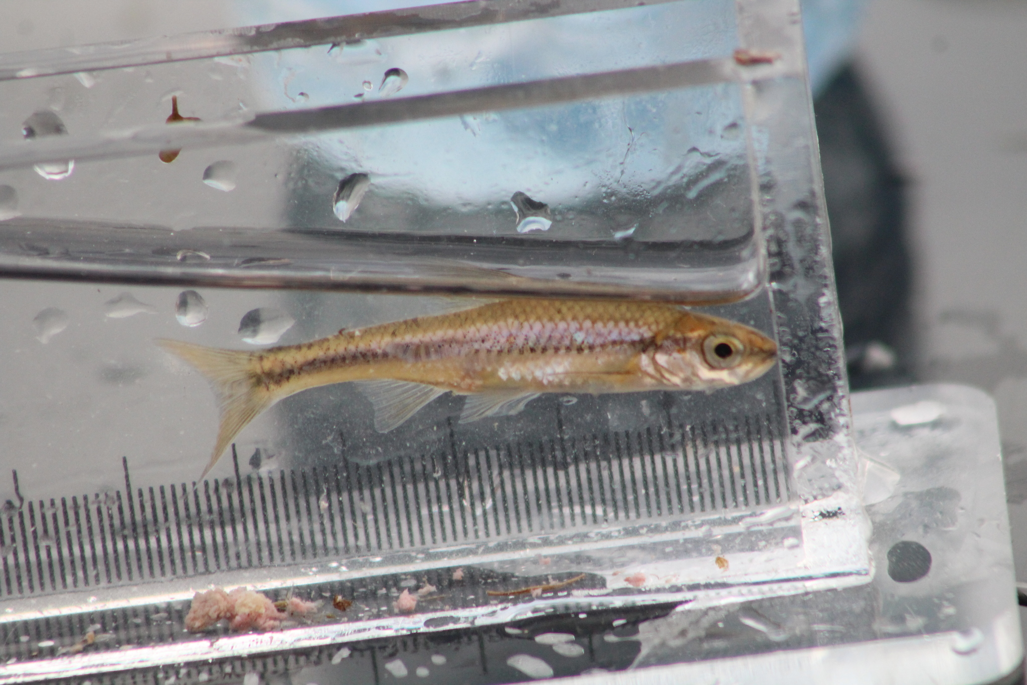 Notropis heterodon (Cope, 1865)