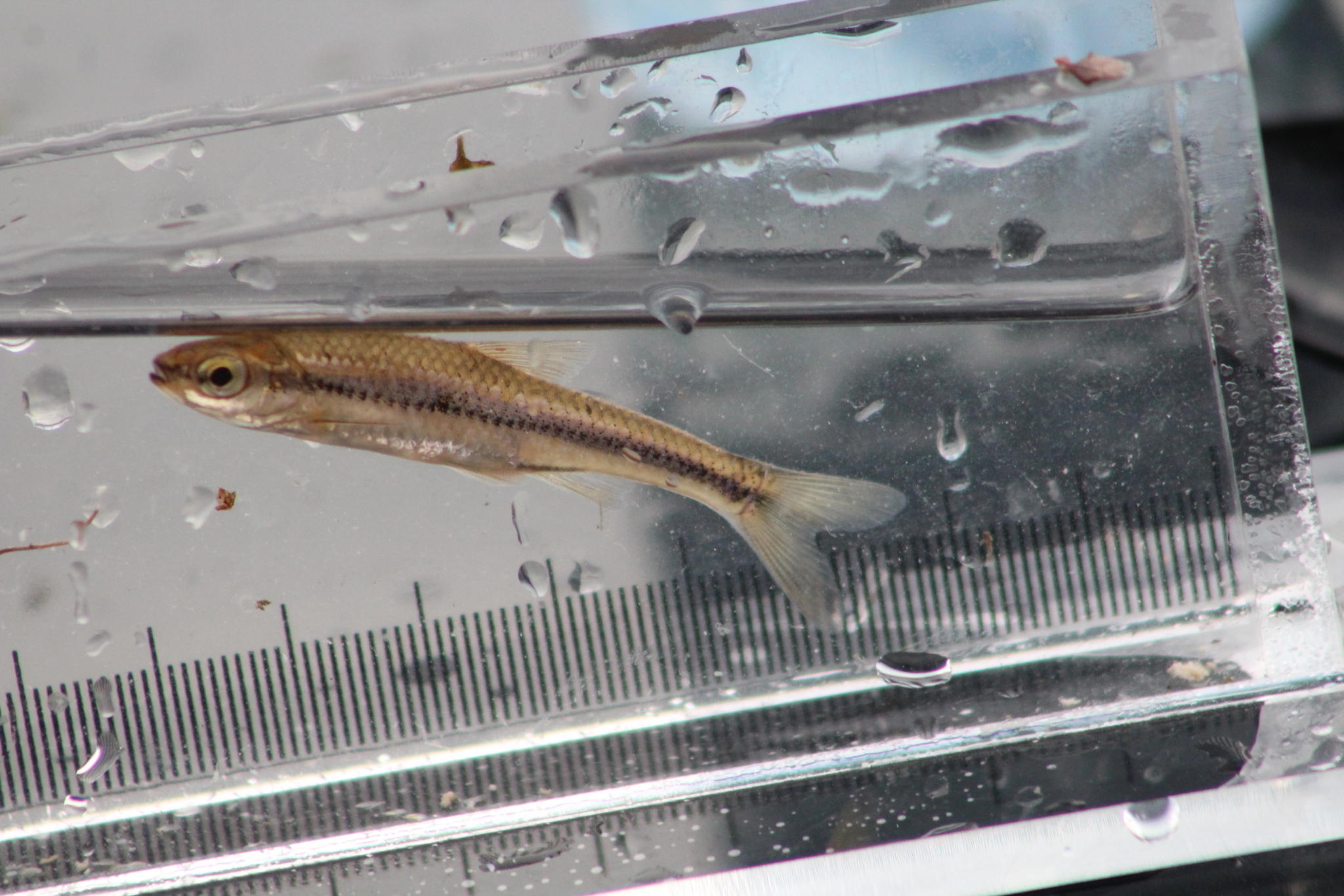 Notropis heterodon (Cope, 1865)