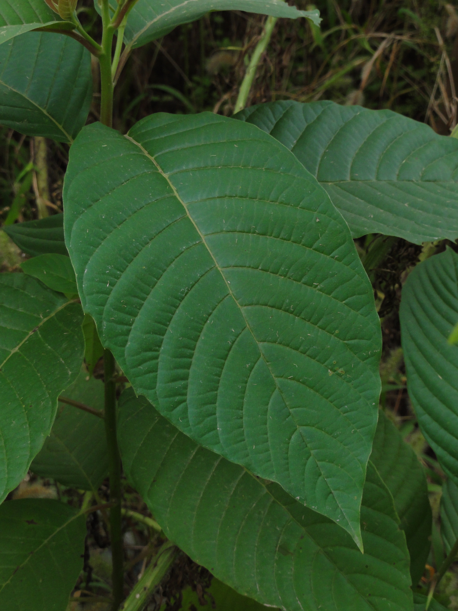 Camptotheca acuminata Decne.