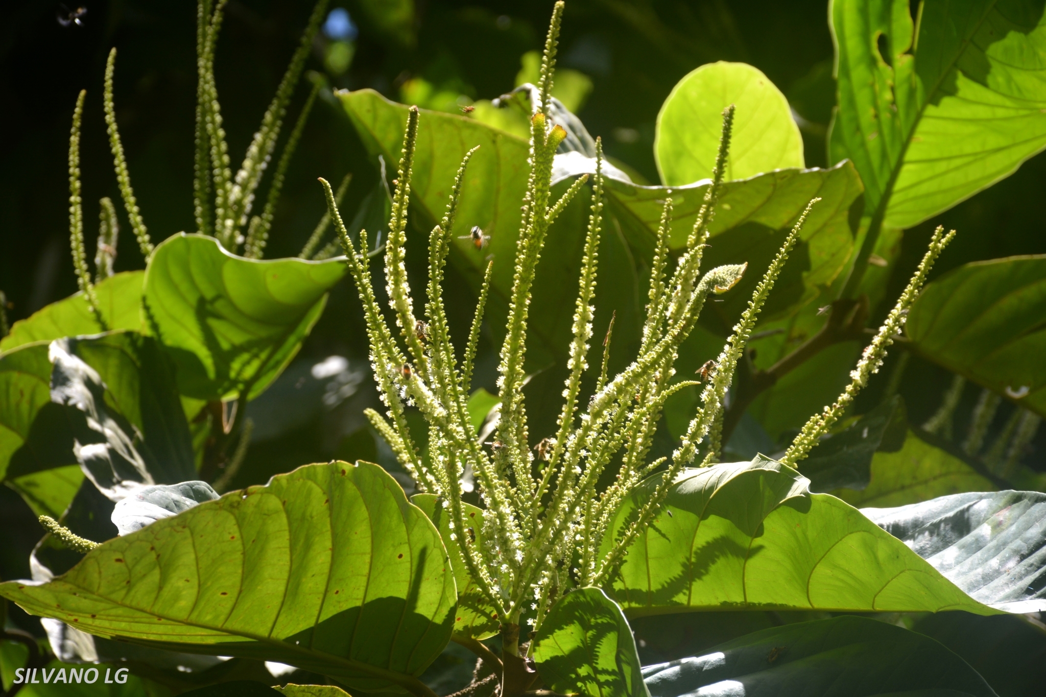 Coccoloba spicata Lundell