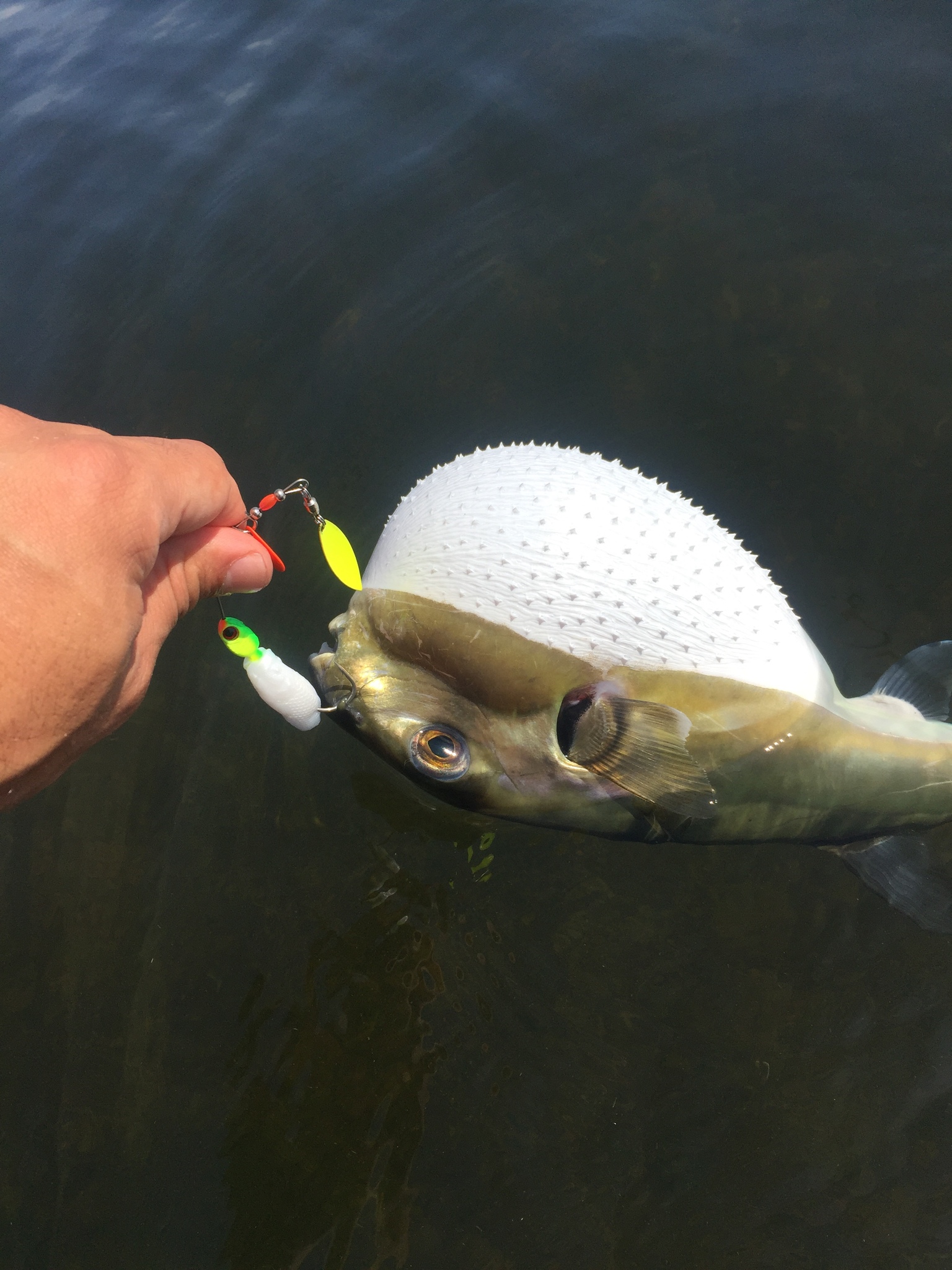 Lagocephalus laevigatus (Linnaeus, 1766)