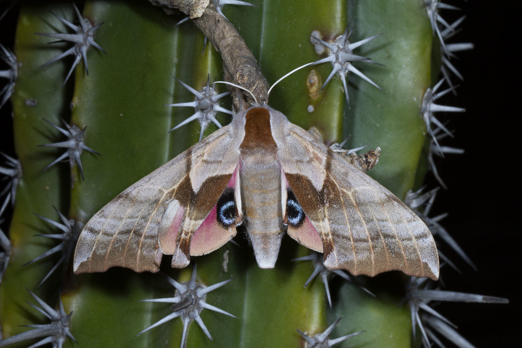 Western Eyed Sphinx from El Triunfo, Baja California Sur, Mexico on ...