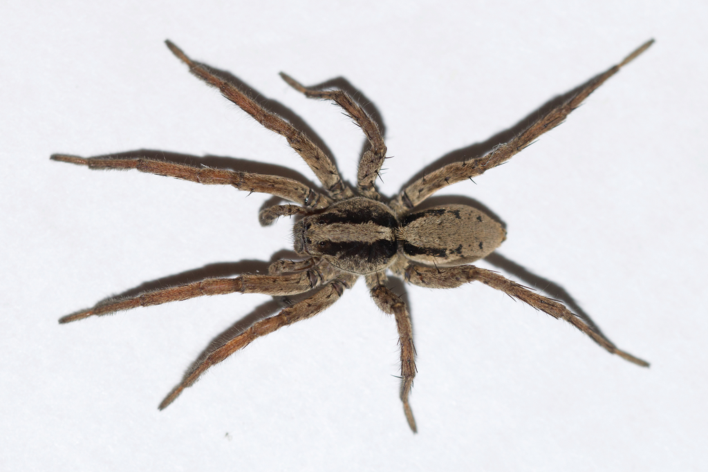 Drumming Sword Wolf Spider from Mill Pond Area, Kingston, ON on April 4 ...