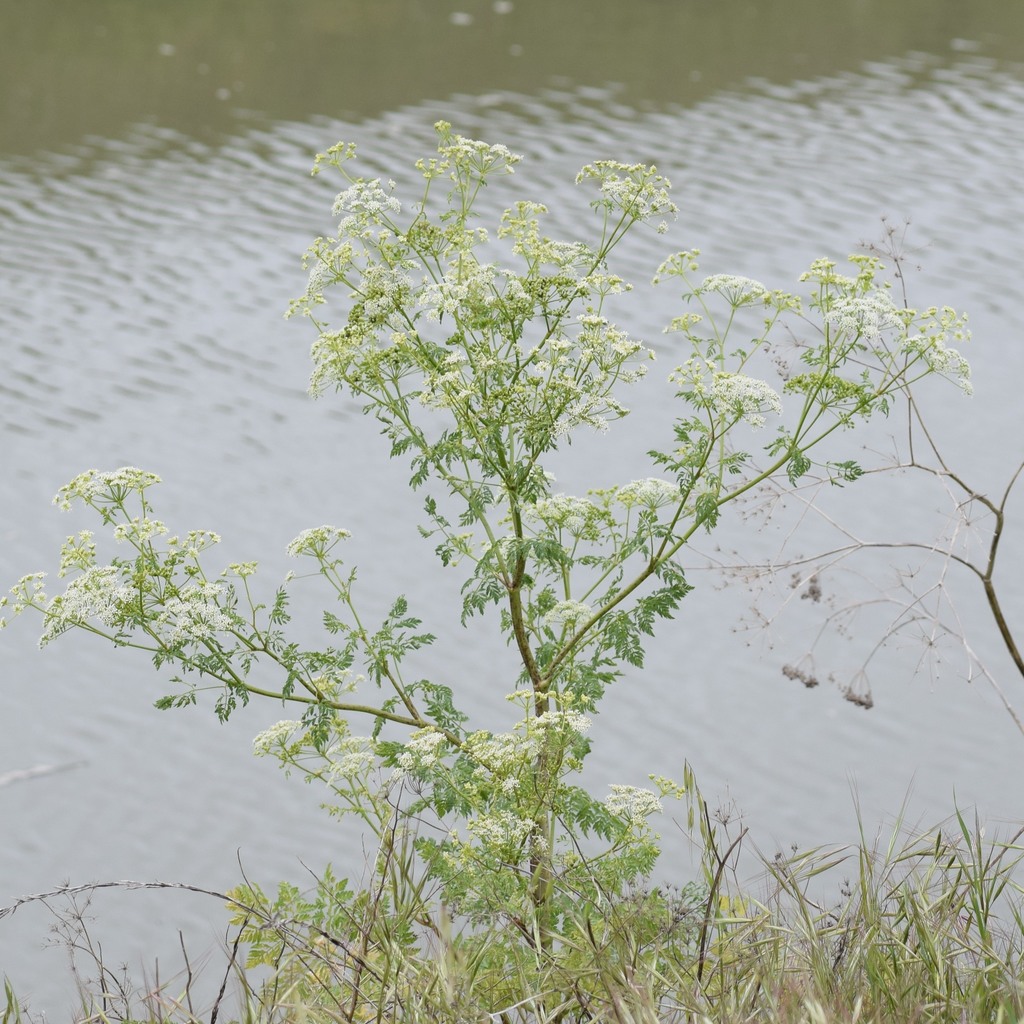 poison hemlock from Sunnyvale Baylands, CA, USA on April 04, 2020 at 10 ...