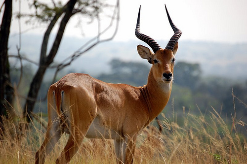 Kob (Kobus kob) - Know Your Mammals