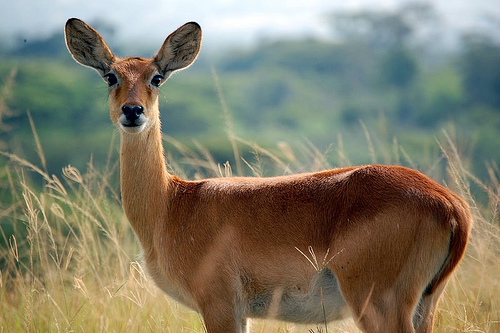 Kob (Kobus kob) - Know Your Mammals