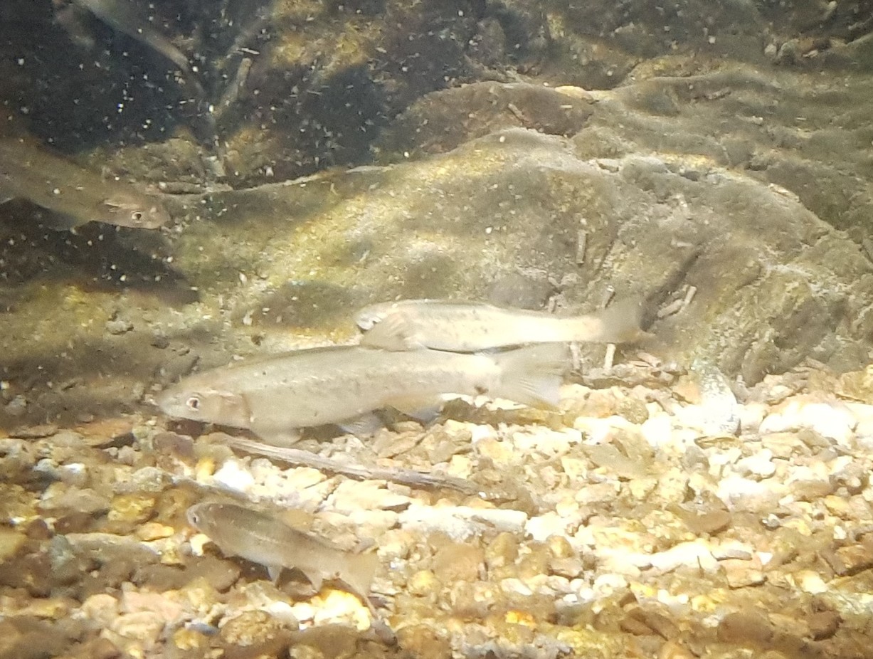 Rhynchocypris oxycephalus (Sauvage & Dabry de Thiersant, 1874)