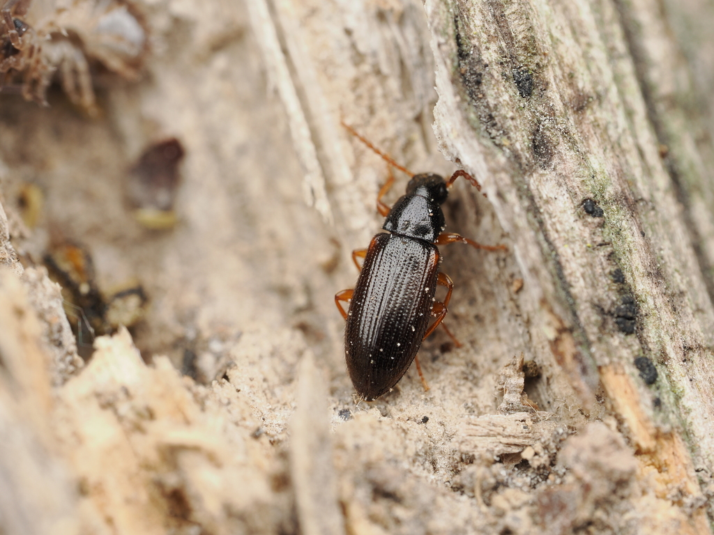 Mycetochara from West Lafayette, IN, USA on May 9, 2026 at 09:49 PM by ...