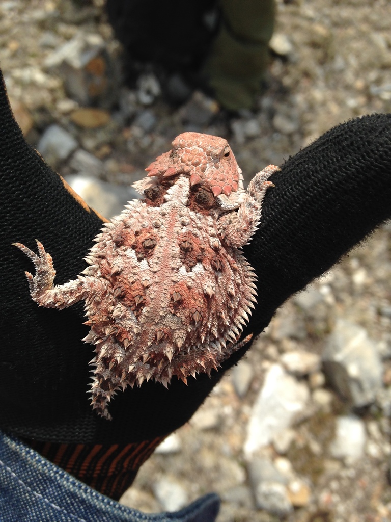 Mountain Horned Lizard from Pinos Municipality, Zacatecas, Mexico on ...