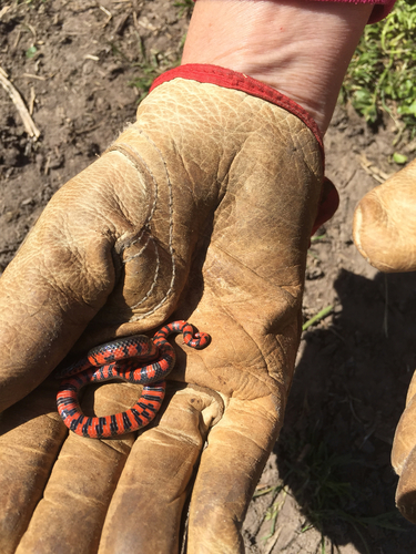 Western Mudsnake (Farancia abacura reinwardtii) - Snakes and Lizards