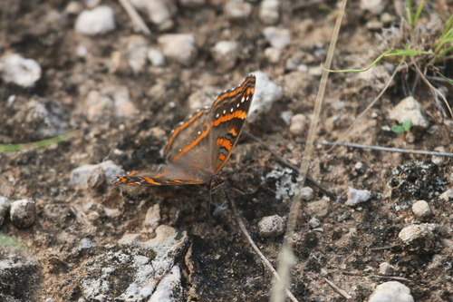 Subspecies Precis limnoria taveta · iNaturalist