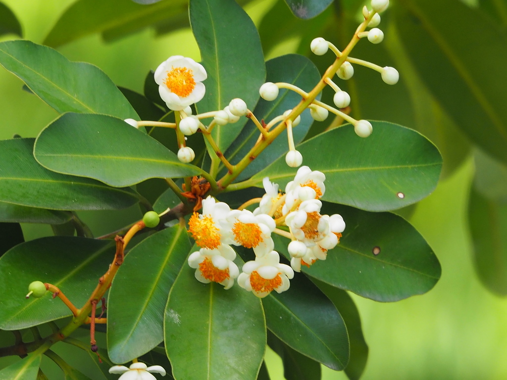 calophyllum family (Calophyllaceae) - Botanical Realm