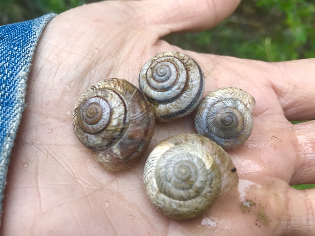 Bradybaena sueshanensis in May 2019 by ibrahin. 松山巴蜗牛 · iNaturalist