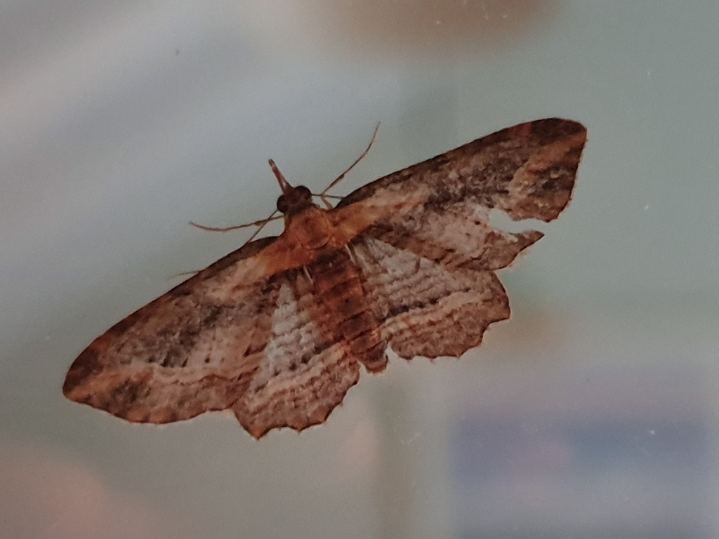 Australian Pug Moth from Helensburgh, Dunedin 9010, New Zealand on ...