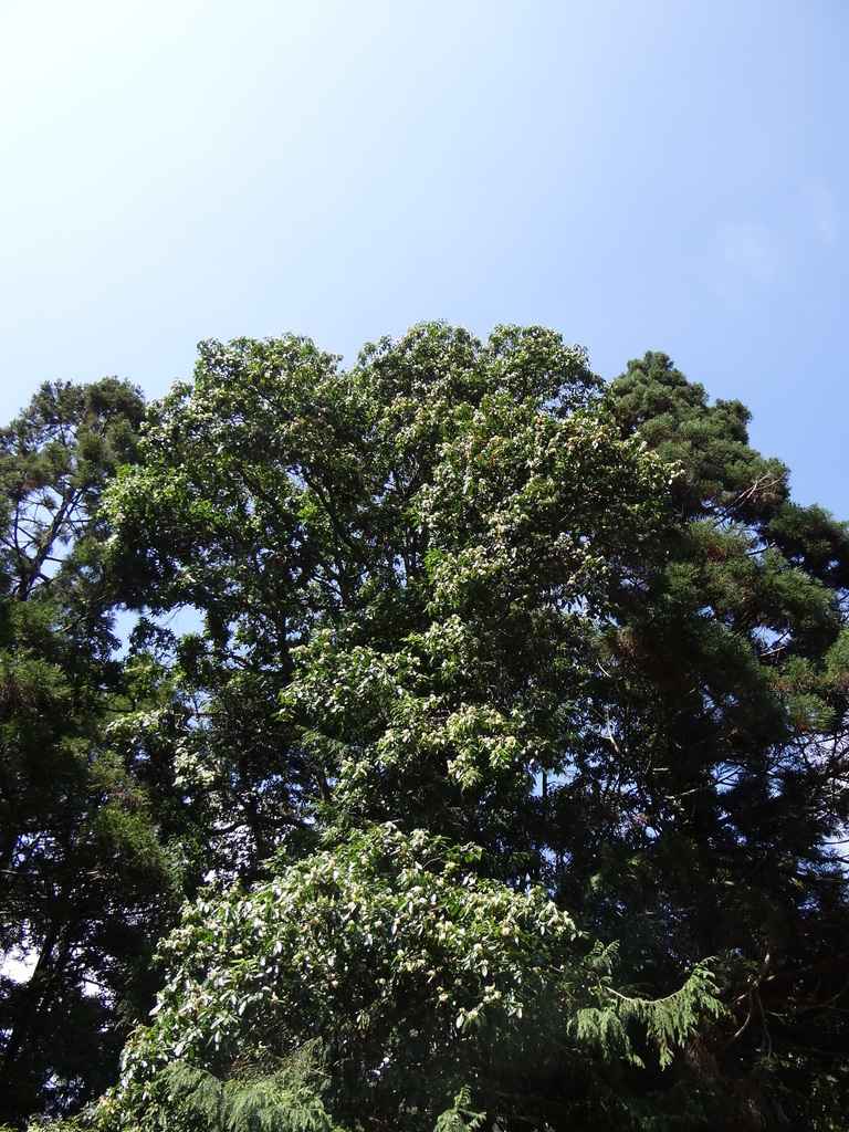 Chinese Gugertree (Schima superba) - Botanical Realm