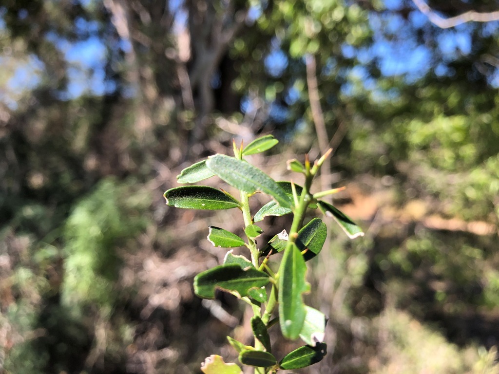 Australian round lime from Prenzlau QLD 4311, Australia on April 5 ...