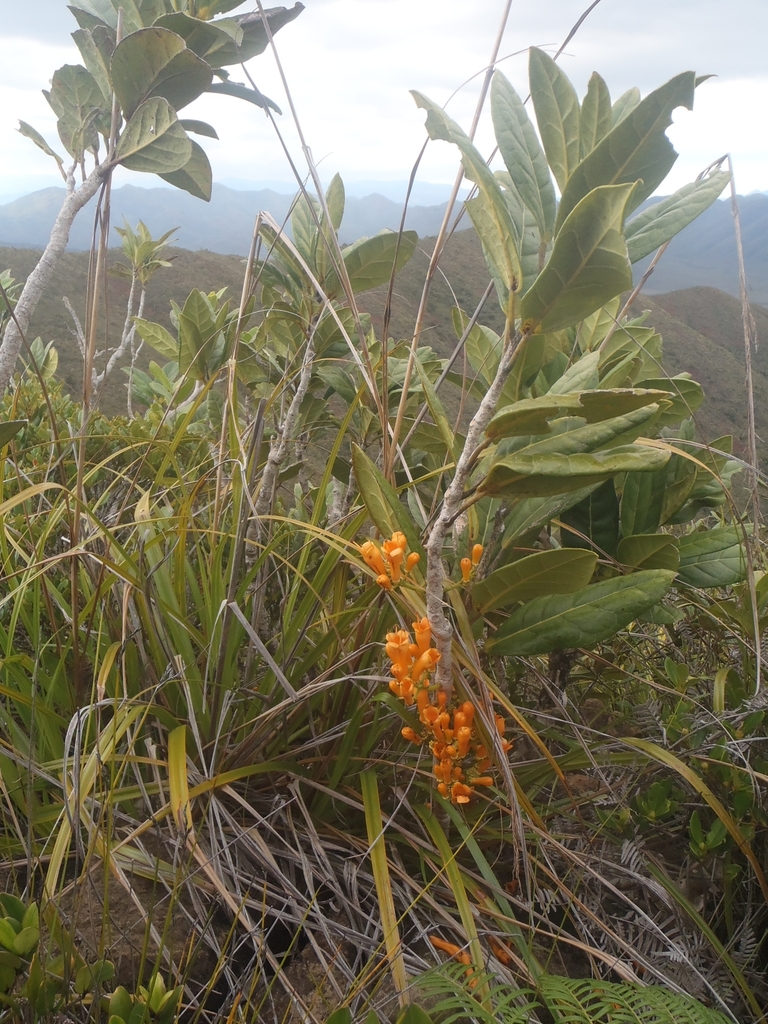 Oxera palmatinervia from Yaté on November 2, 2012 at 05:59 AM by ...