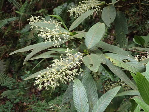 Bertiera rufa · iNaturalist