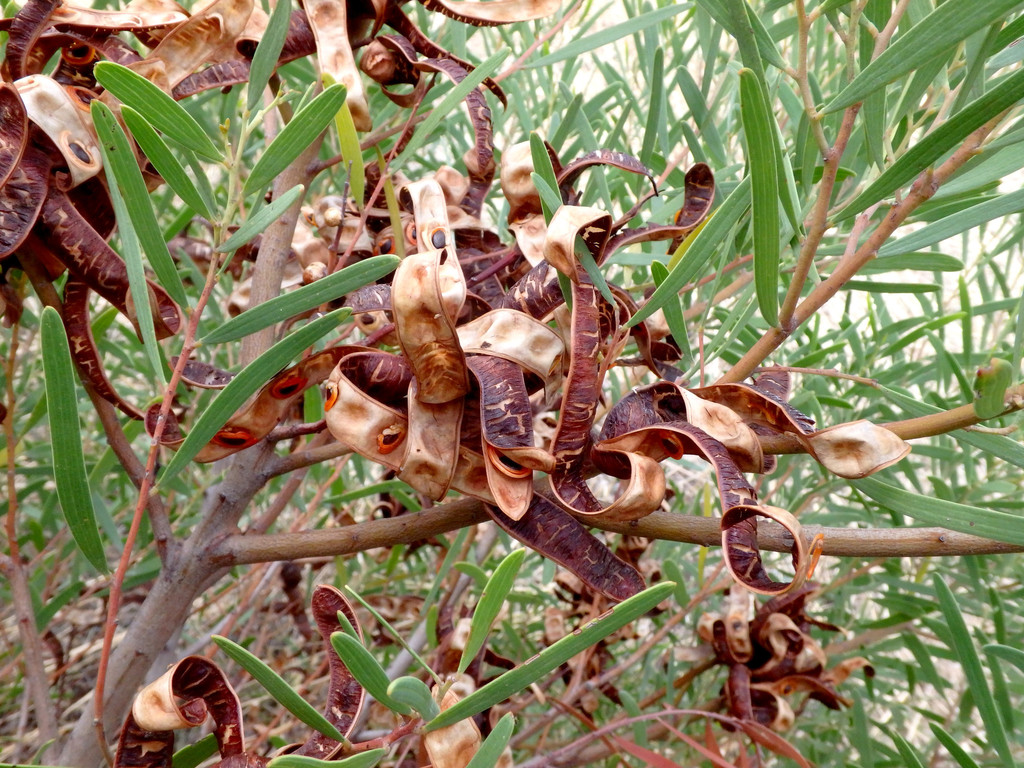 western coastal wattle (Acacia cyclops) - Botanical Realm