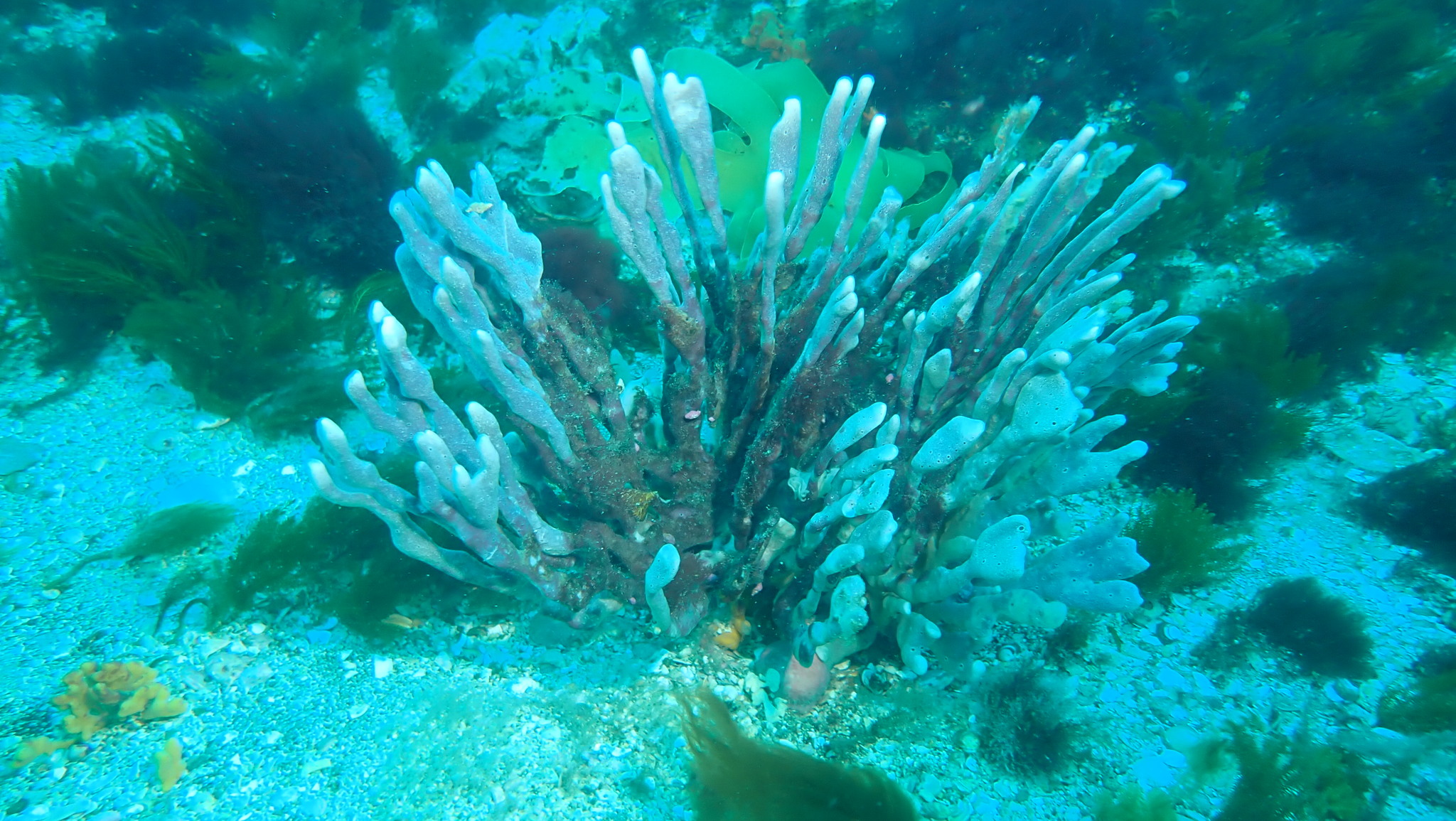 Maurea tigris (Gmelin, 1791)