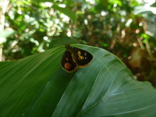 Subspecies Pardaleodes sator sator · iNaturalist