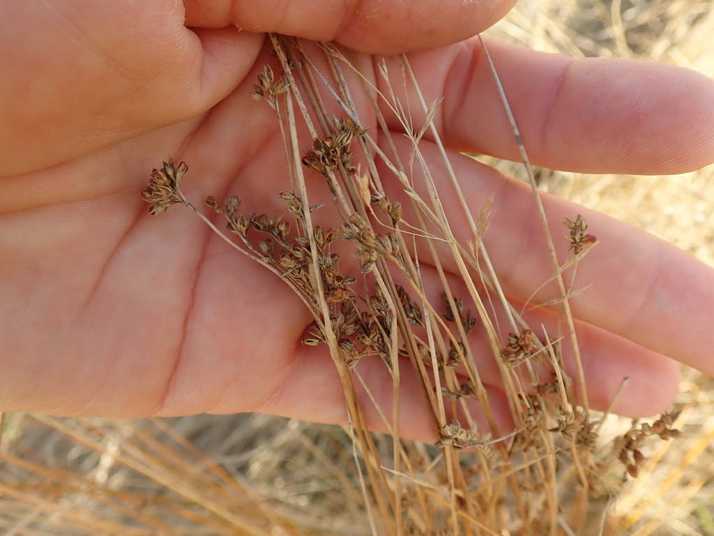 Juncus distegus from Port Hills, Christchurch, New Zealand on April 05 ...