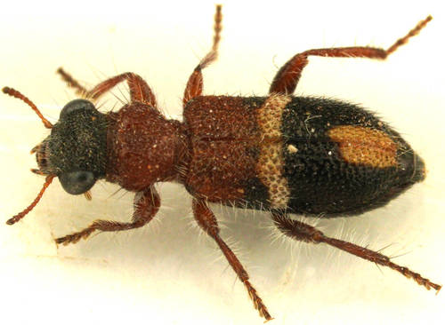 Variegated Clerid Beetle (Lemidia variegata) · iNaturalist