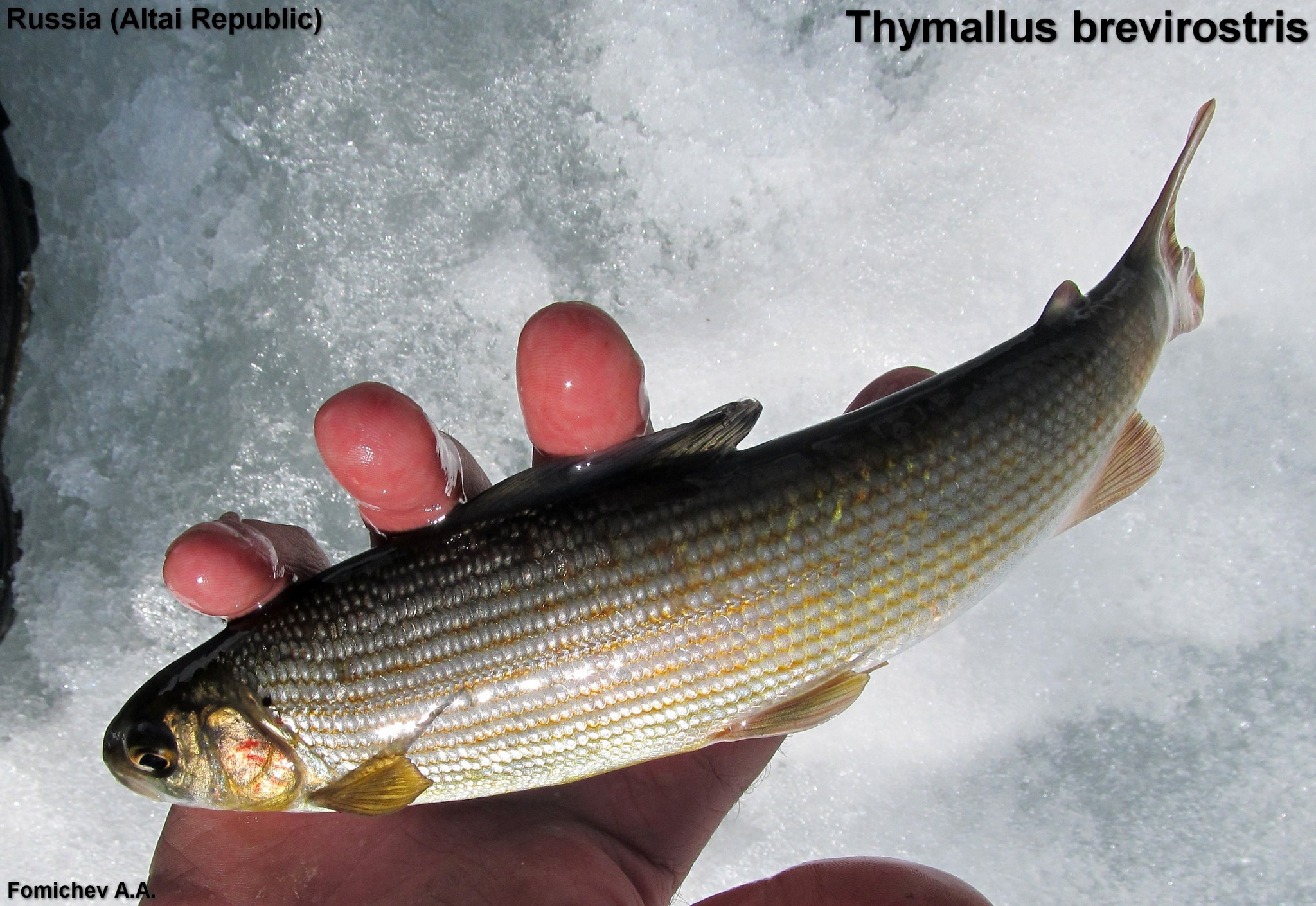 Thymallus brevirostris Kessler, 1879