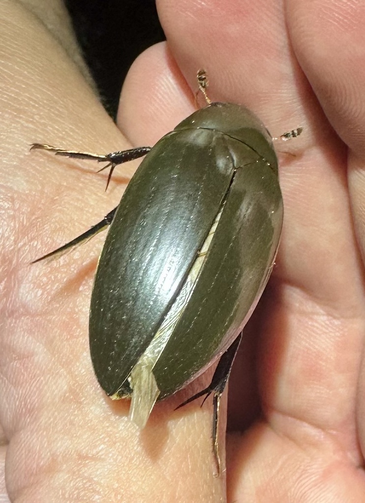Giant Water Scavenger Beetle from W Bancroft St, Holland, OH, US on May ...