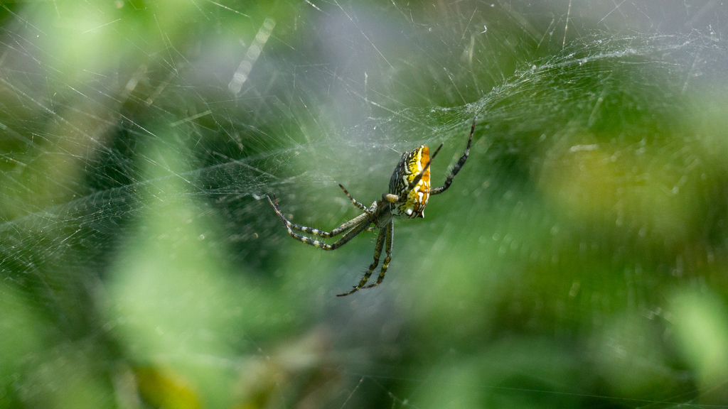 Dome Web Spider from Brisbane QLD, Australia on April 5, 2020 at 12:09 ...