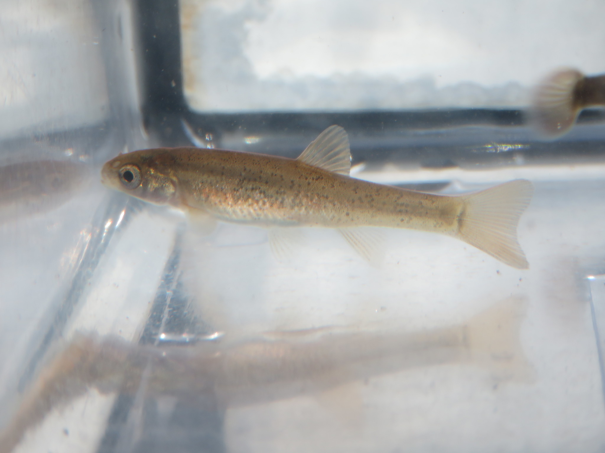 Rhynchocypris oxycephalus (Sauvage & Dabry de Thiersant, 1874)