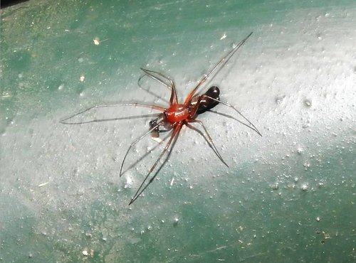 Neriene cavaleriei · iNaturalist