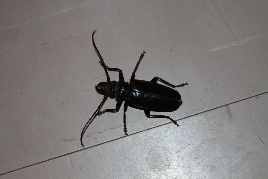 Anthracocentrus capensis from Farm Kyffhäuser, Maltahöhe District ...