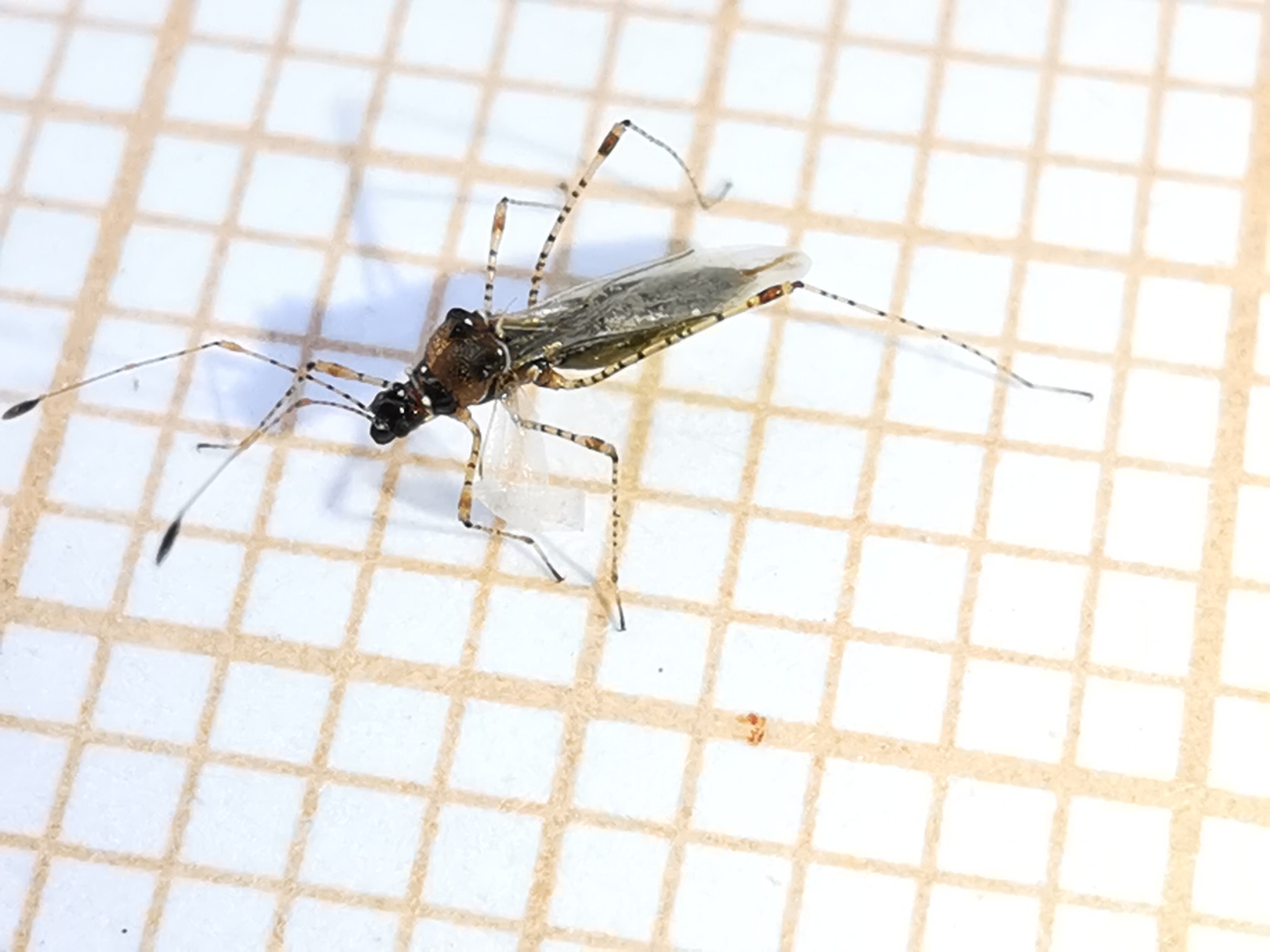 Gampsocoris punctipes punctipes