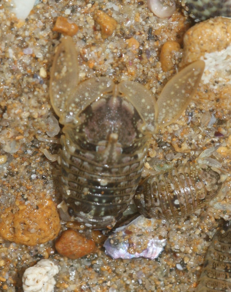 Zuzara from Victoria, Australia on March 7, 2020 at 04:39 PM by Adam ...