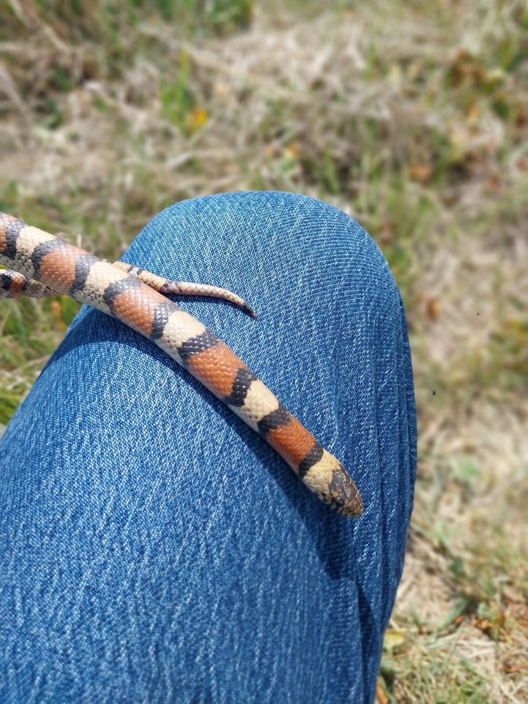 Western Milksnake from Garden City Township, KS 67846, USA on May 10 ...