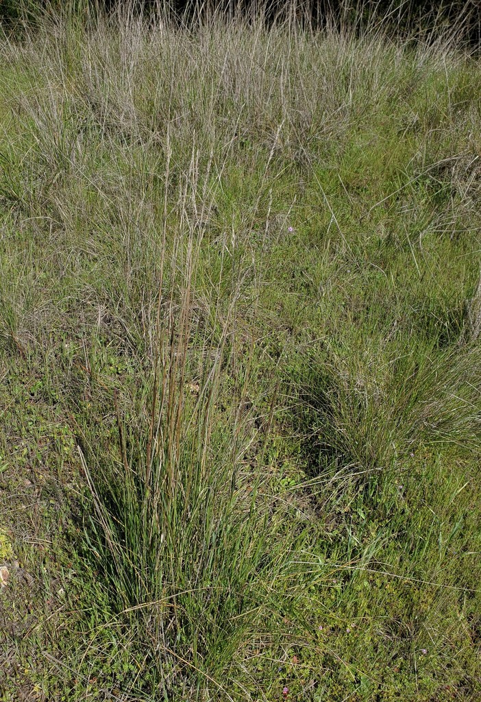 blue wild rye from Monterey County, CA, USA on April 3, 2020 at 04:17 ...