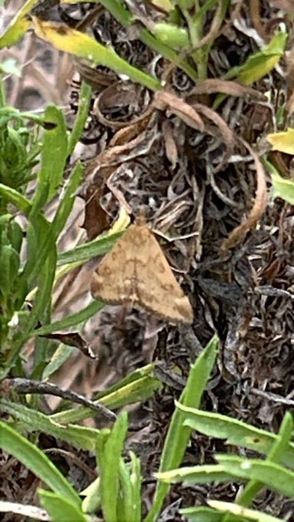 Mottled Pyrausta Moth from Goleta, CA, US on May 10, 2026 at 11:44 AM ...
