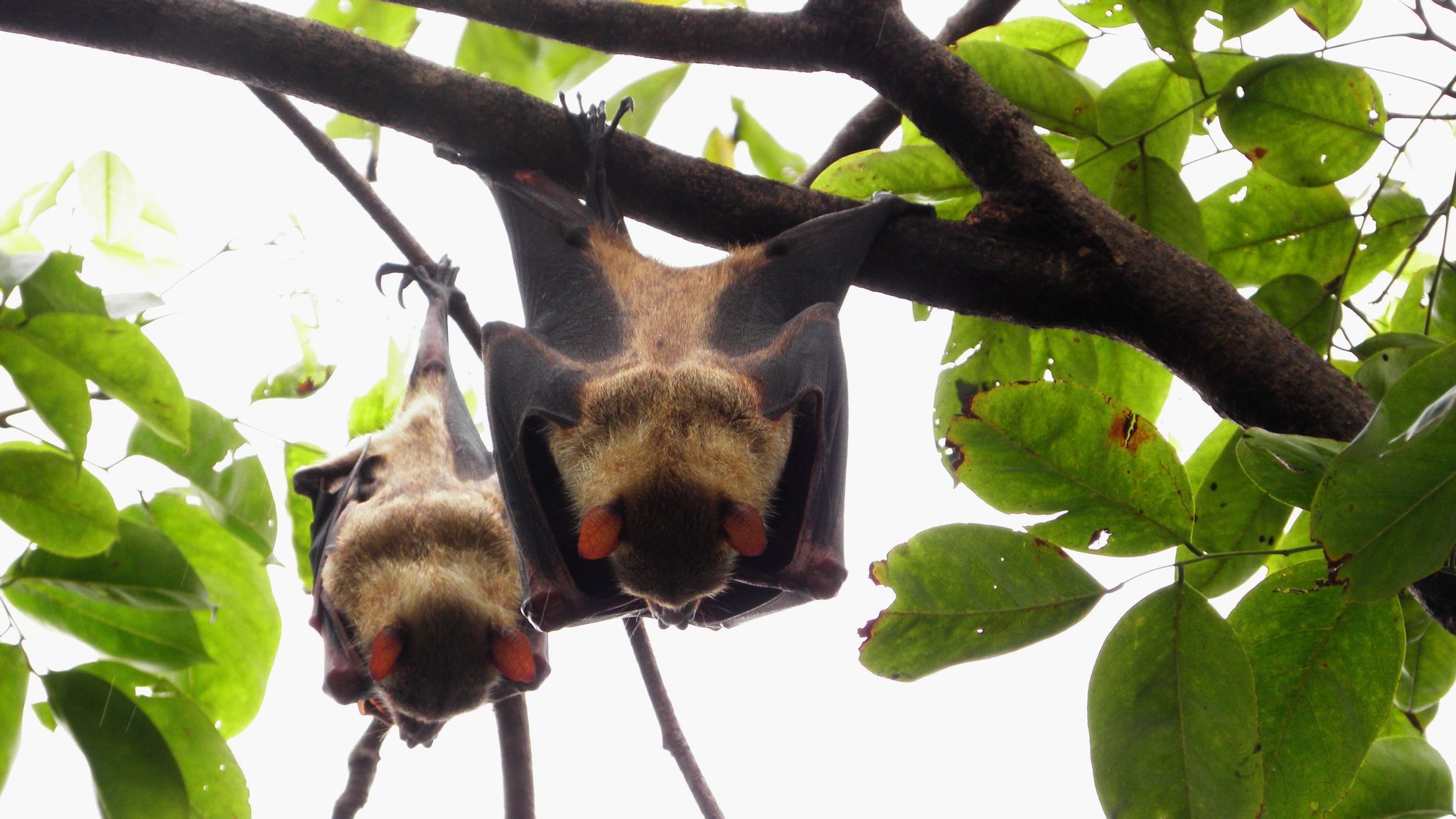 Acerodon celebensis (Peters, 1867)