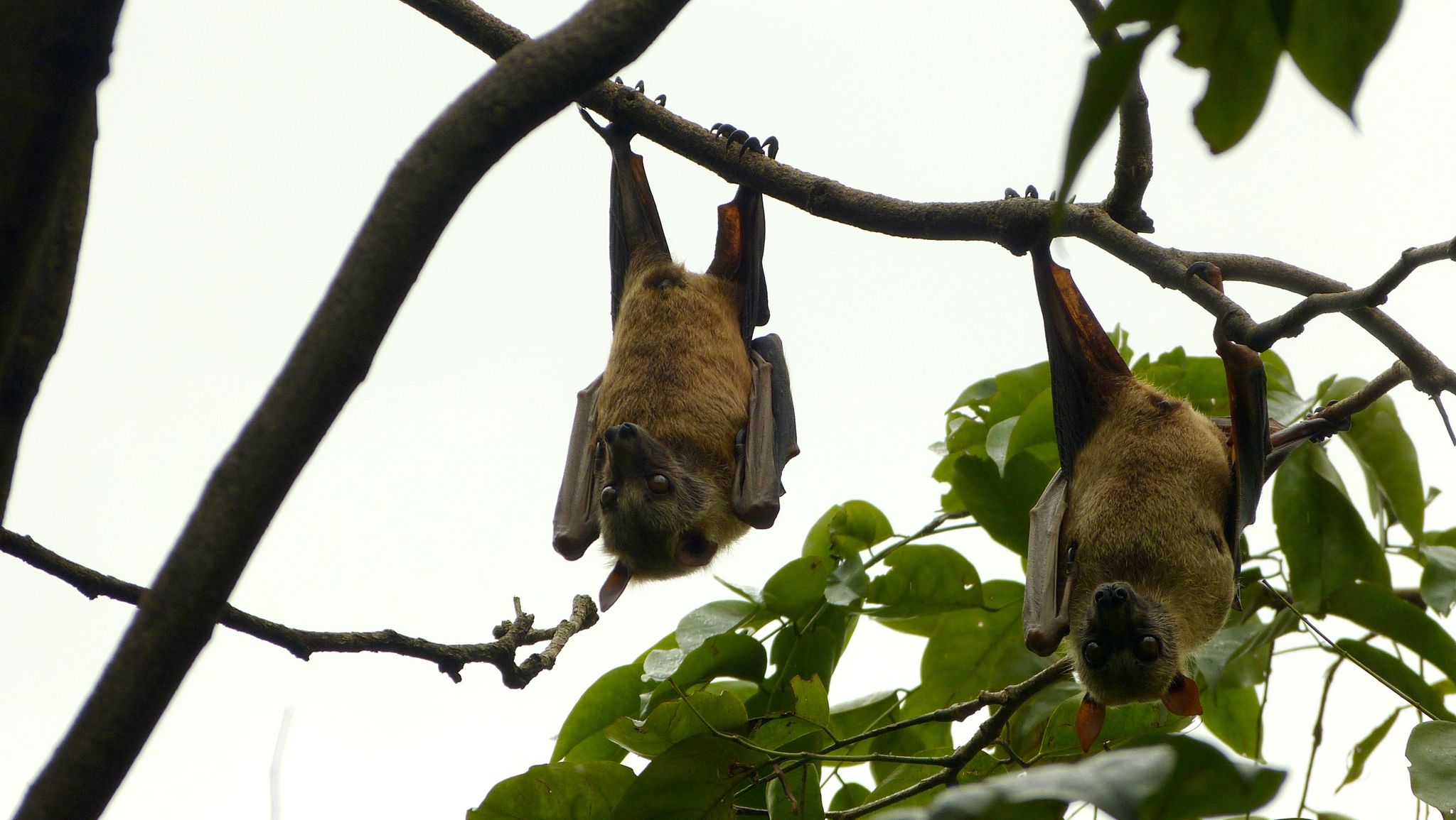Acerodon celebensis (Peters, 1867)