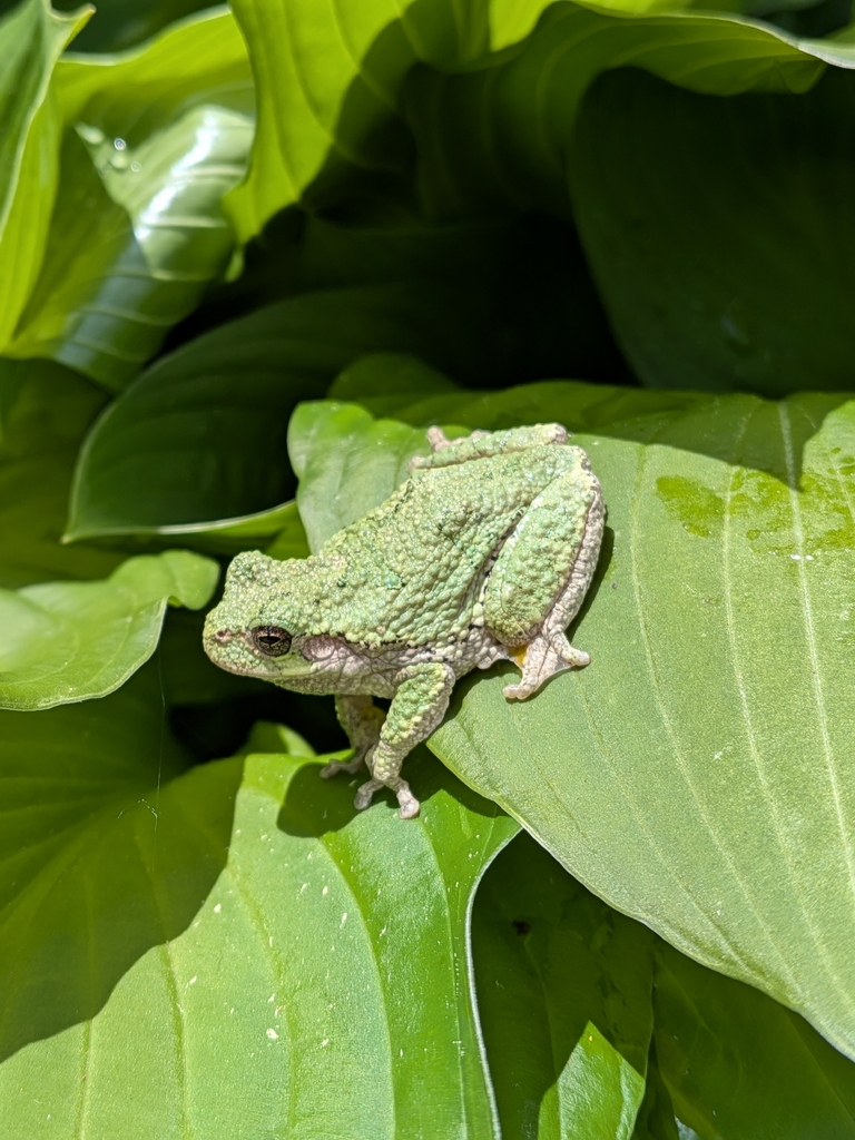 Gray Treefrog Species Complex from Pleasant Township, OH, USA on May 9 ...