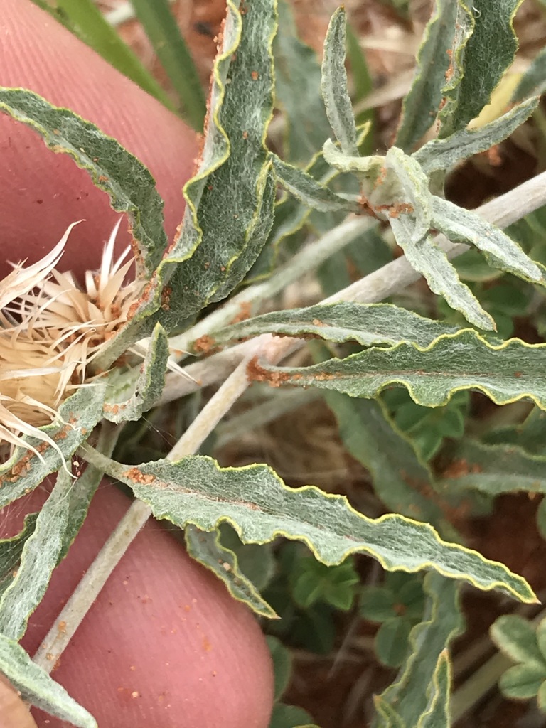 Common Karmedik (Dicoma capensis) - Botanical Realm