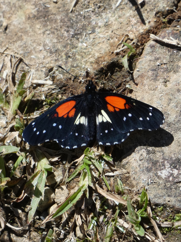 Gaudy Checkerspot from Los Naranjos, Panama on December 14, 2019 at 11: ...